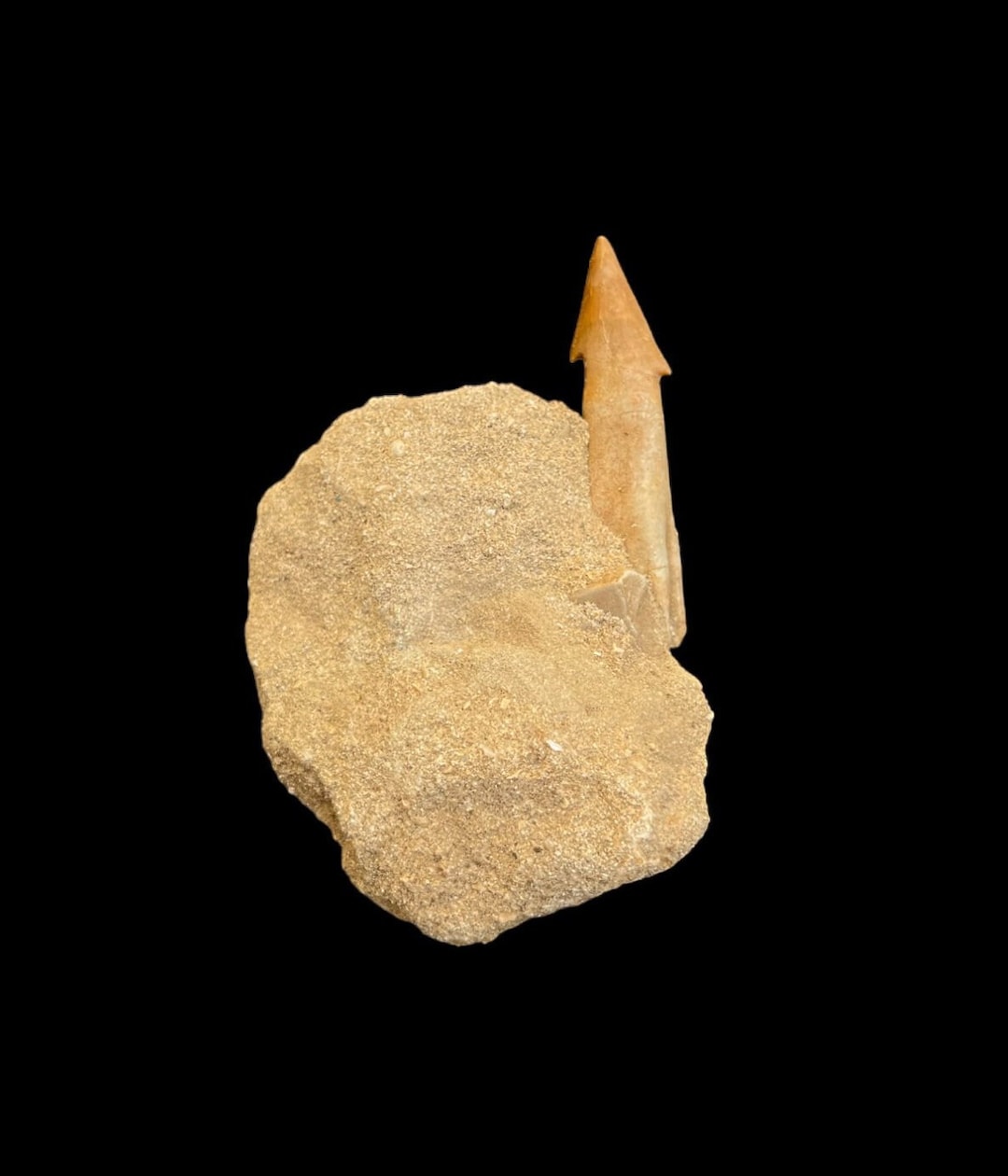 Ancient Sawfish Marvel: Genuine Cretaceous Onchosaurus Rostral Barb ...