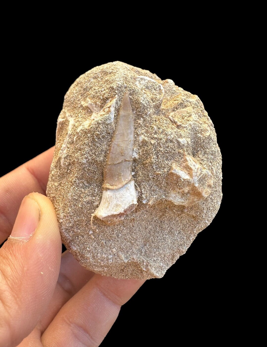 Rare Sawfish Tooth Fossil in Matrix From Morocco - Authentic and ...