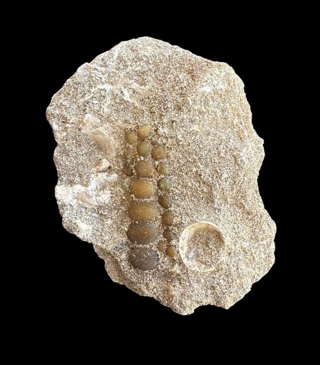 Original Pycnodus Sp. Fossil Fish Mouthplate - Cretaceous Fish Fossil ...