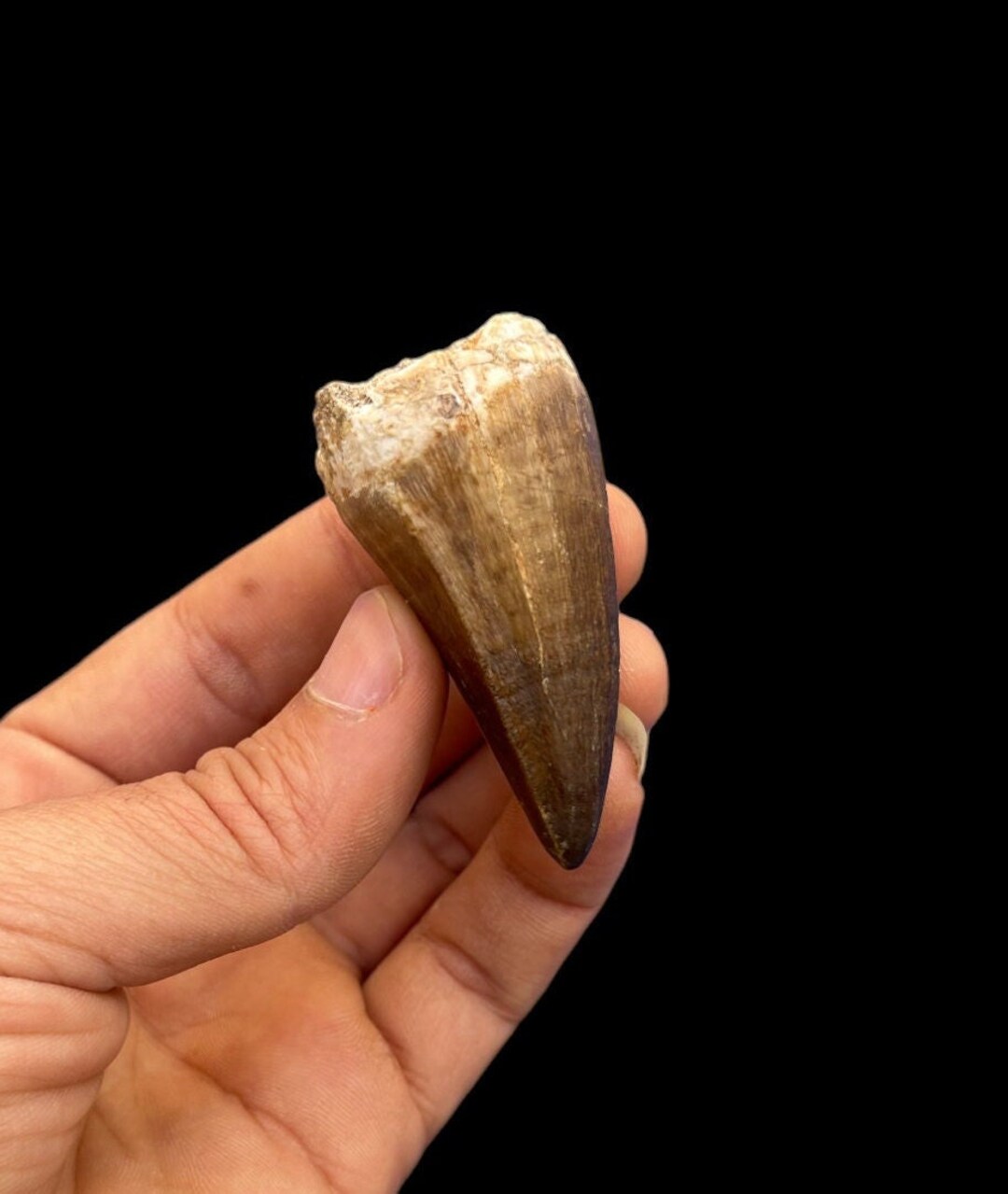 High Quality Mosasaur Tooth Large Marine Dinosaur Mosasaurs - Etsy