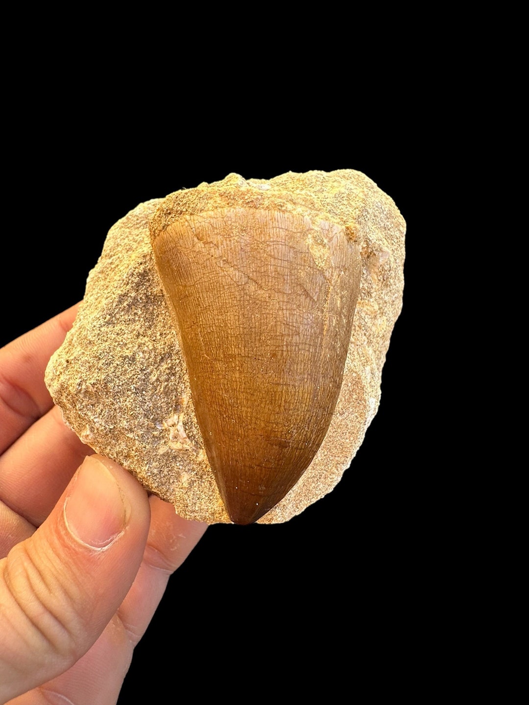 A Big Mosasaurus Tooth in Matrix From Morocco, Fossilized Dino Tooth ...