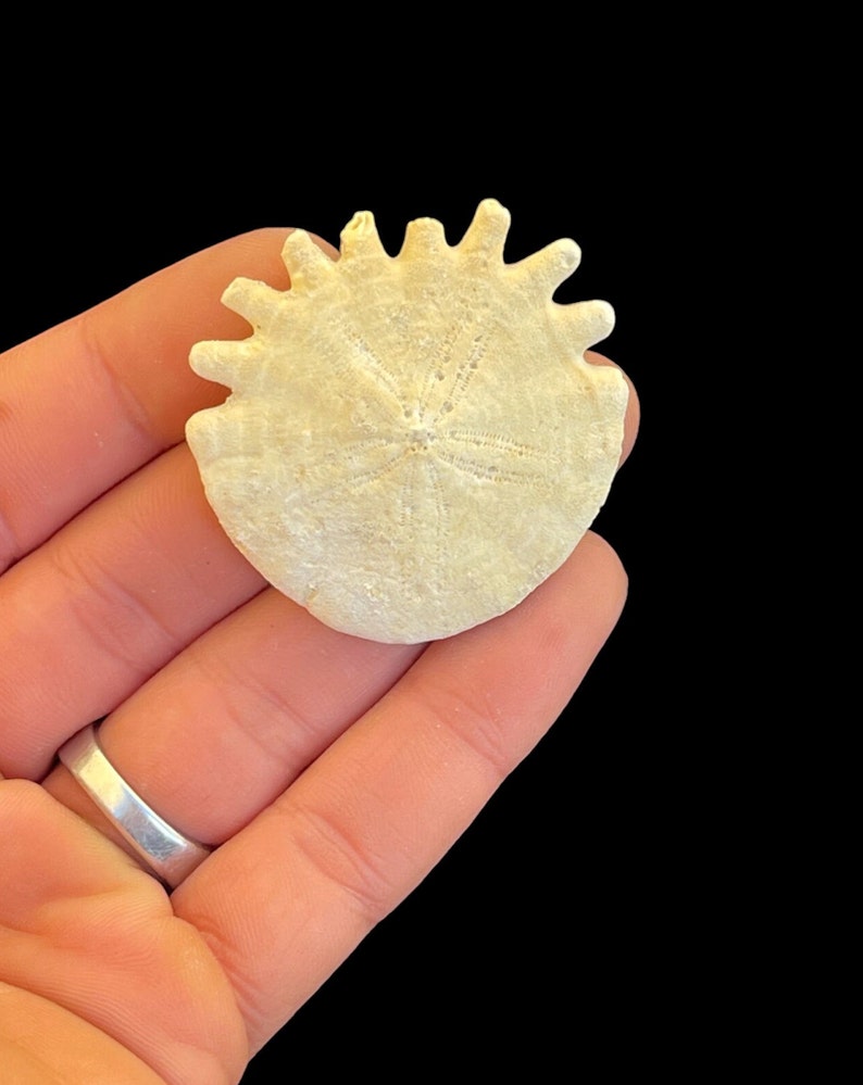 Extra Rare Ancient Oceanic Beauty With a Rare Heliophora Sea Urchin ...
