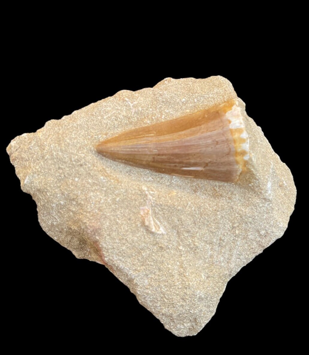 Top Quality Tylosaurus Mosasaurus Hoffmanni Fossils Tooth From Morocco ...