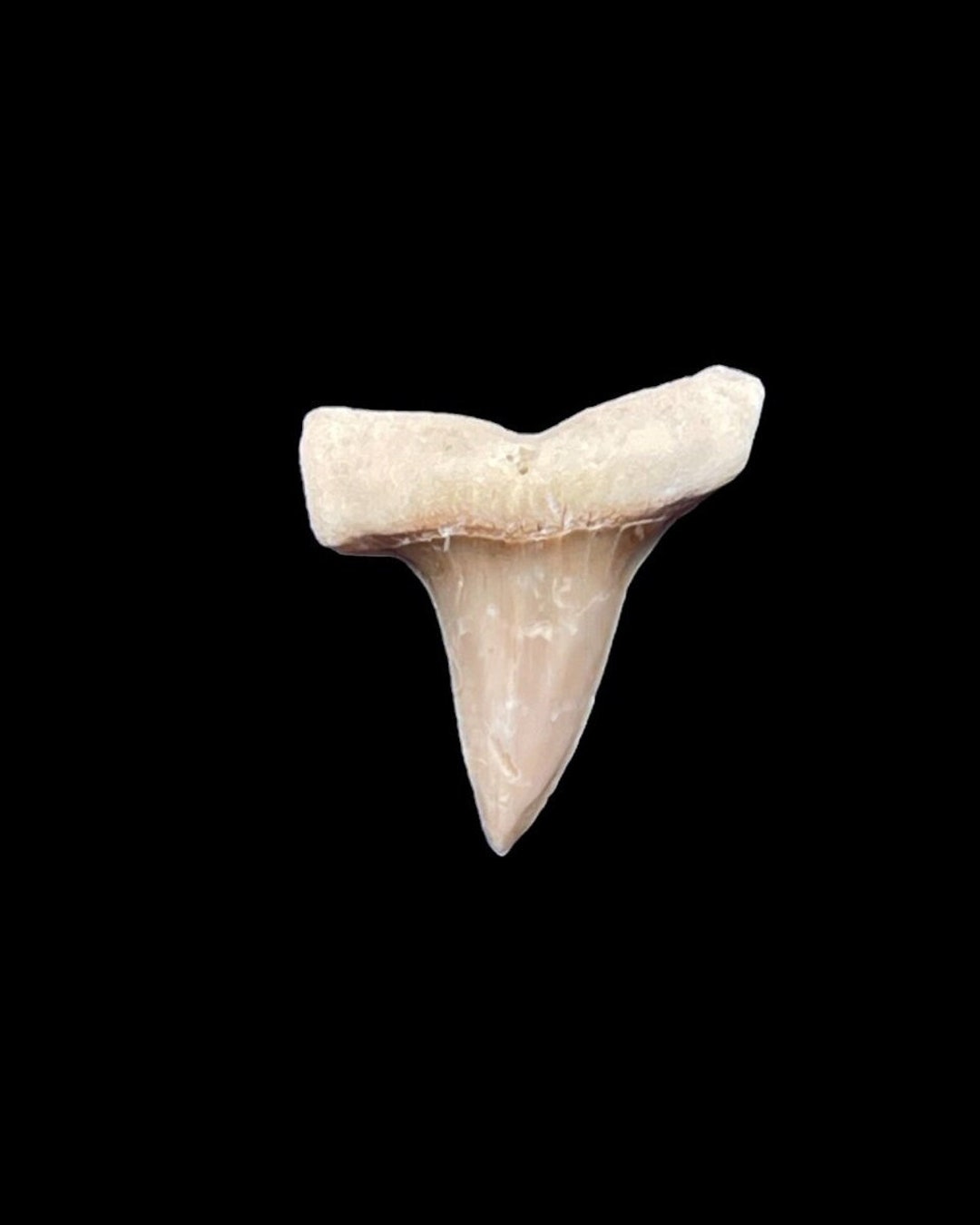 Awesome Macrorhizodus Falcatus Shark Tooth From Dakhla Morocco - Etsy
