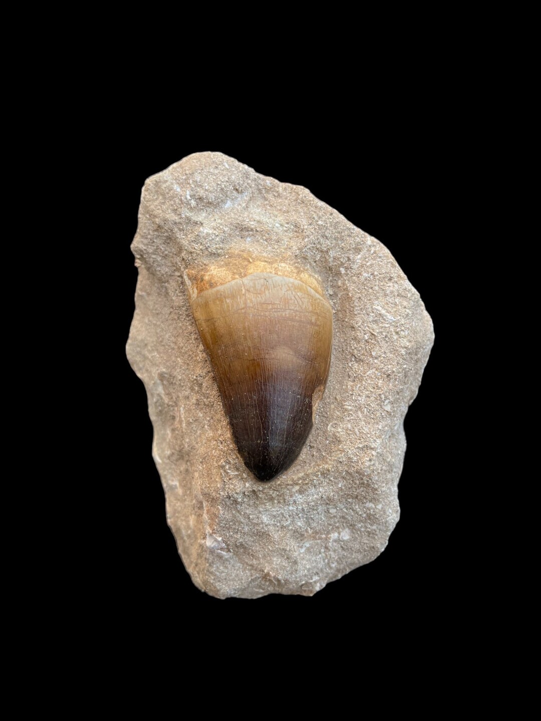 A Huge Prognathodon Curry, Mosasaurus Tooth From Morocco, Fossilized ...
