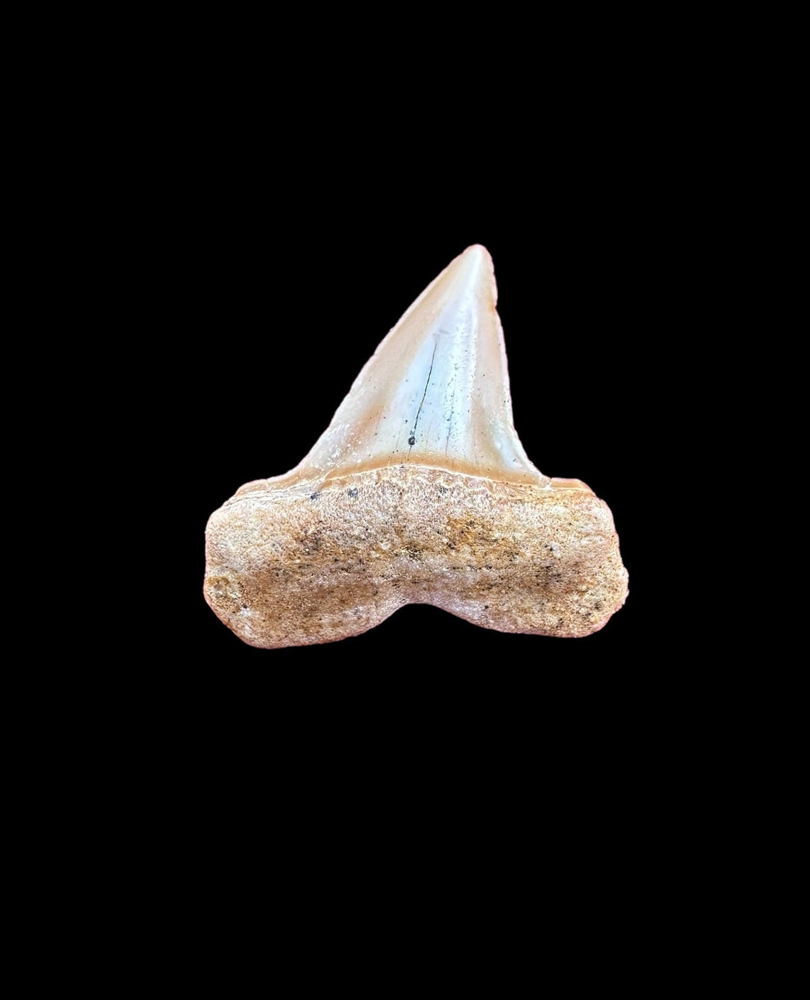 Extra Rare Macrorhizodus Falcatus Shark Tooth From Dakhla Morocco - Etsy