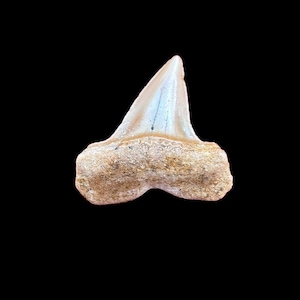 Extra Rare Macrorhizodus Falcatus Shark Tooth From Dakhla Morocco - Etsy