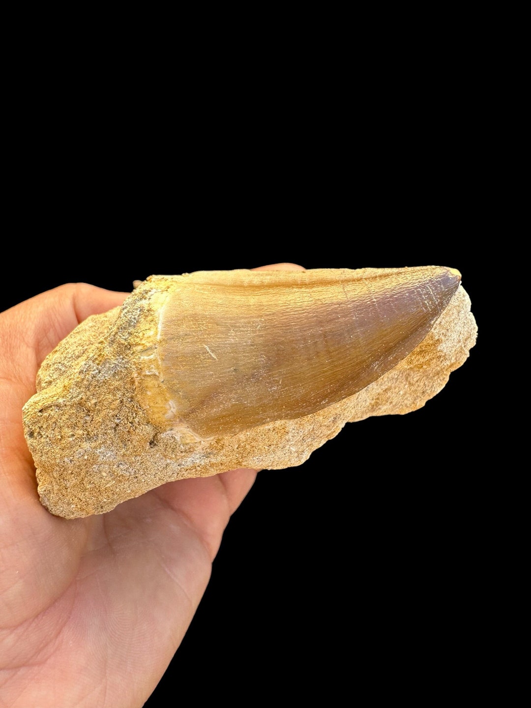 Beautiful Mosasaurus Tooth Fossil in Natural Matrix - Stunning ...