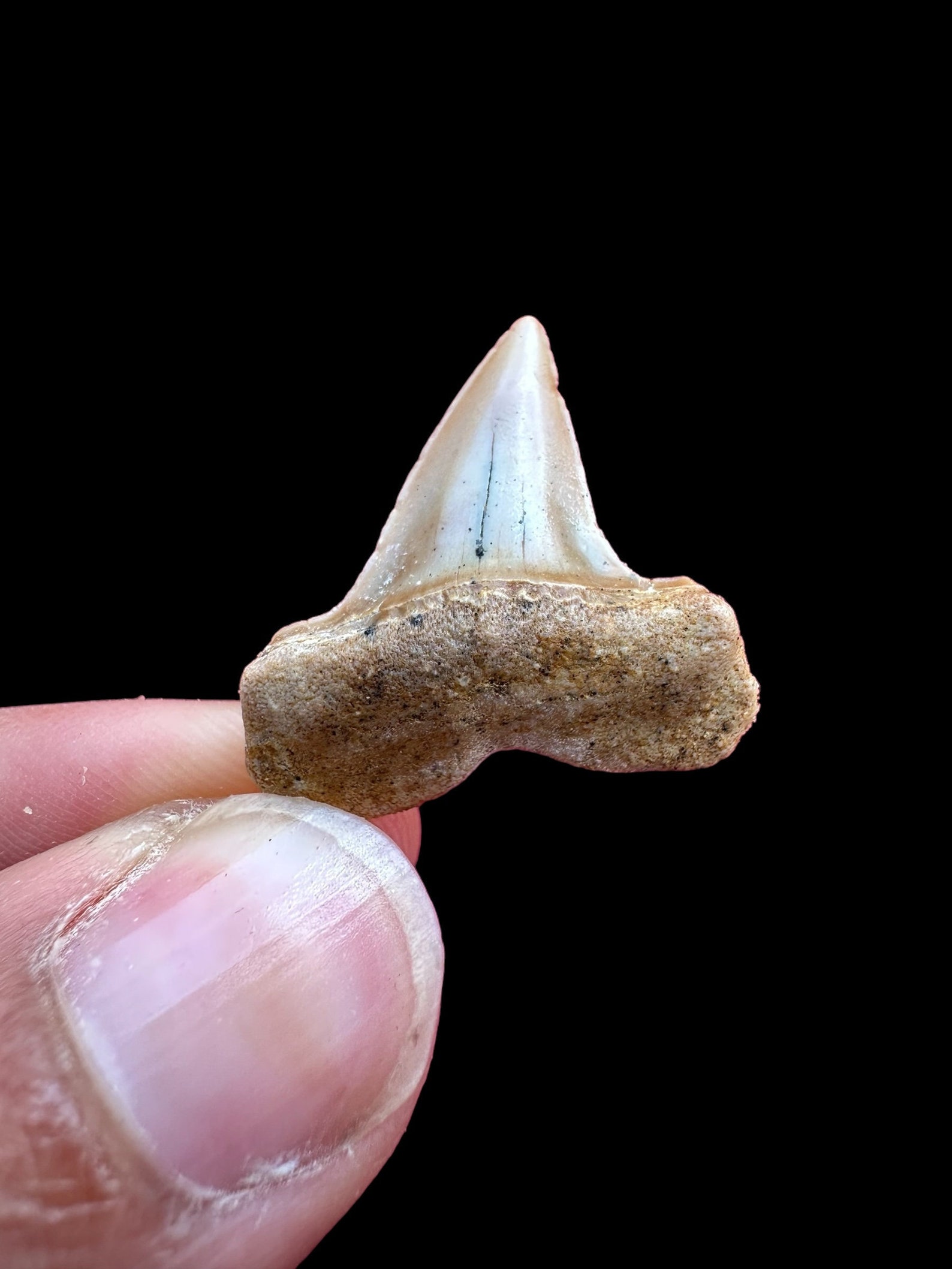 Extra Rare Macrorhizodus Falcatus Shark Tooth From Dakhla Morocco - Etsy