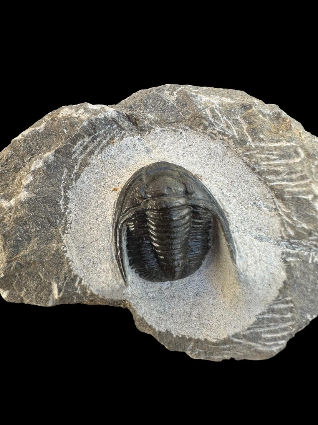 Moroccan Cornuproetus Trilobite Fossil Genuine Devonian Artifact ...