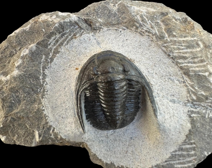 Moroccan Cornuproetus Trilobite Fossil - Genuine Devonian Artifact ...