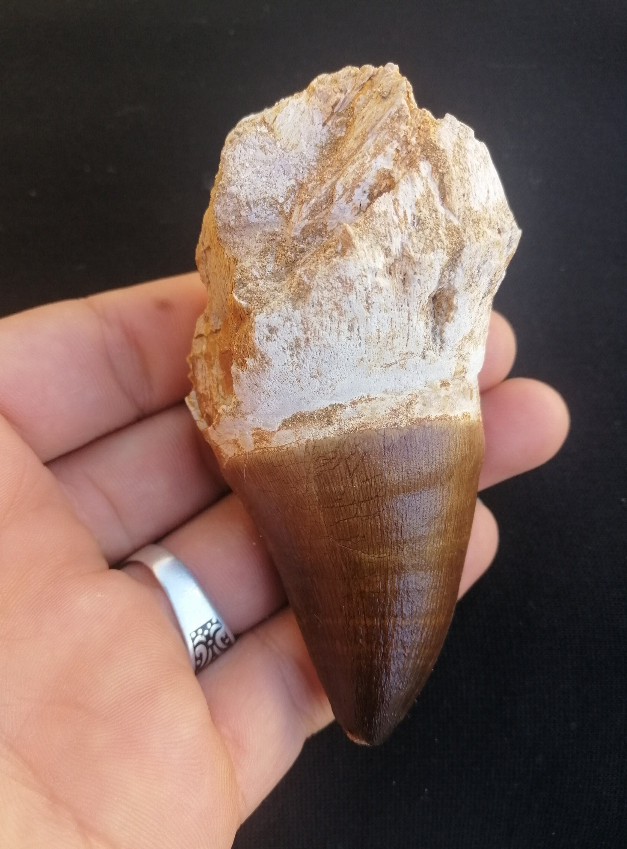 A Huge Mosasaurus Tooth in Its Root From Morocco Fossilized - Etsy ...