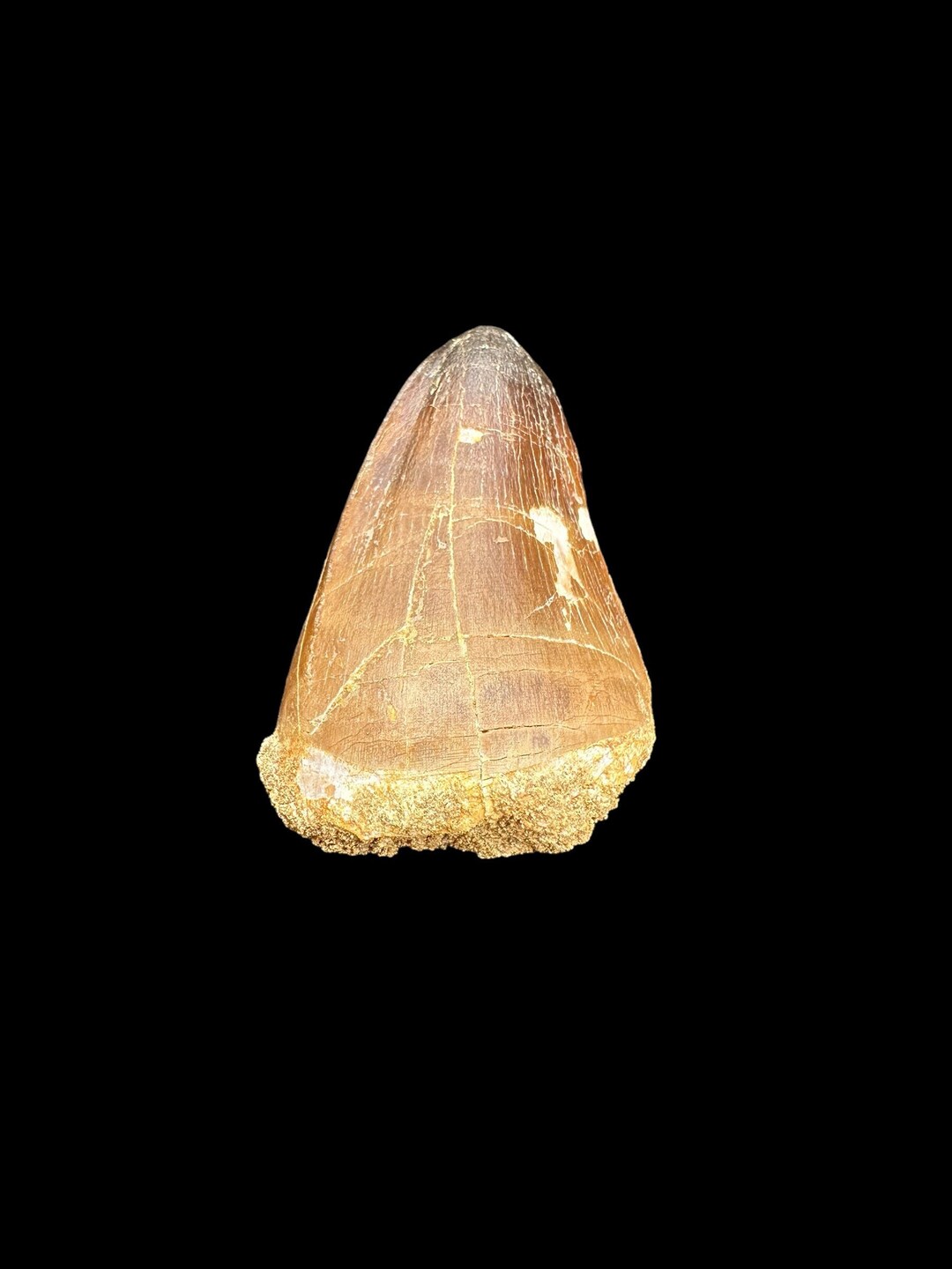 A Nice Prognathodon Curry, Big Mosasaurus Tooth From Morocco ...