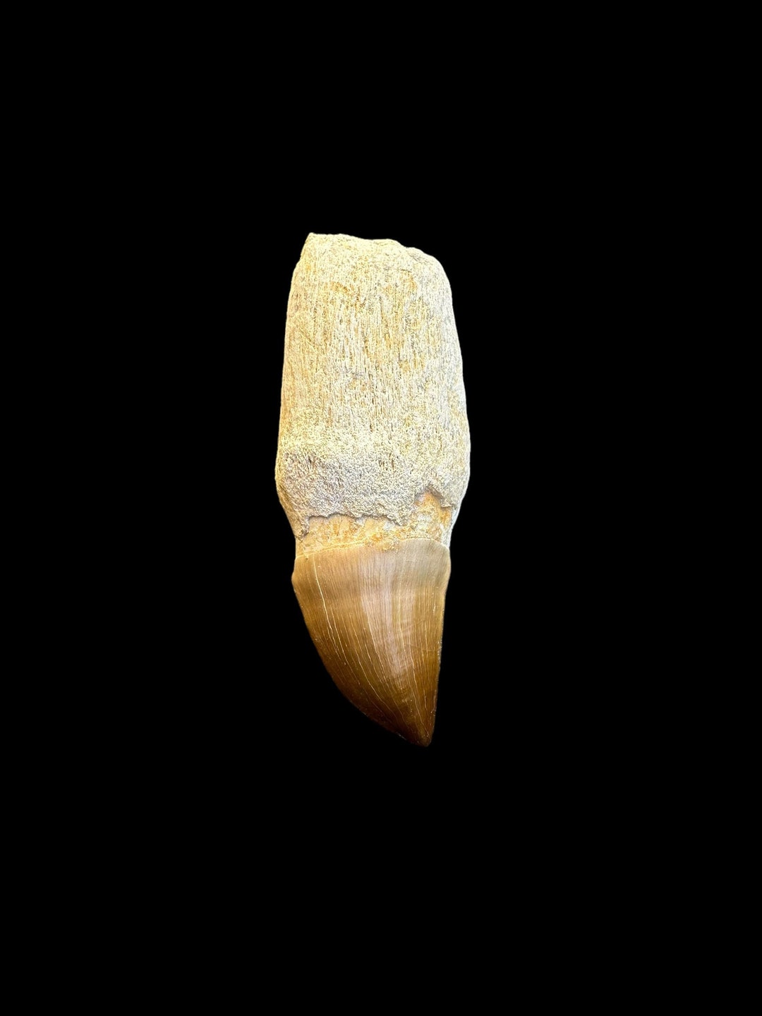An Gorgeous Mosasaurus Tooth in Its Root From Morocco, Fossilized Dino ...