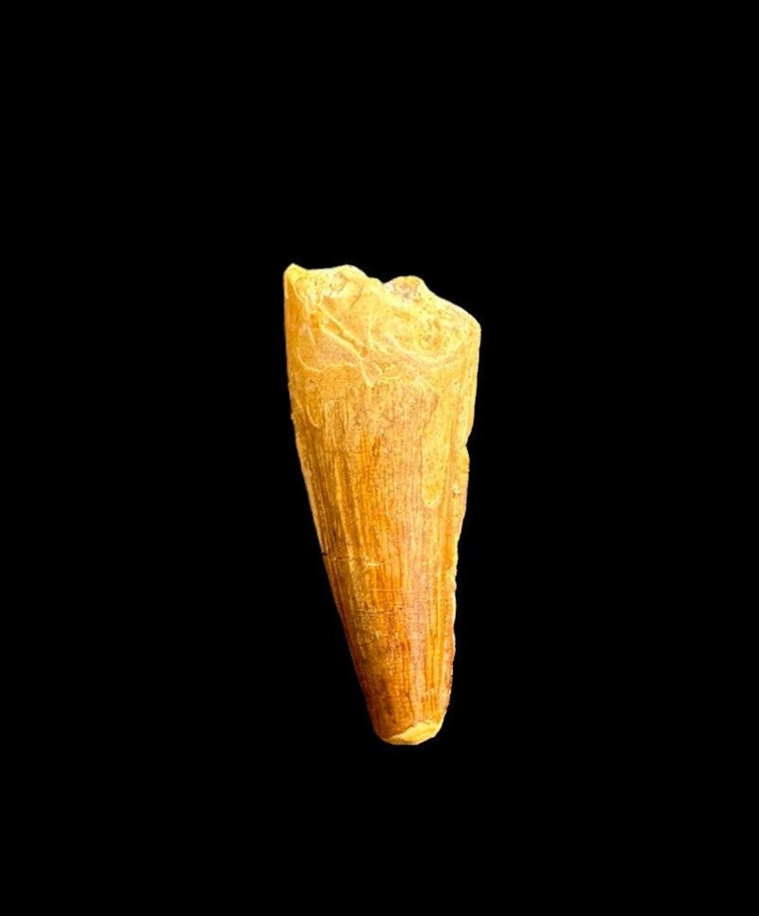 Great Spino Tooth, Great Spinosaurus Tooth, Cretaceous Dinosaur Tooth ...
