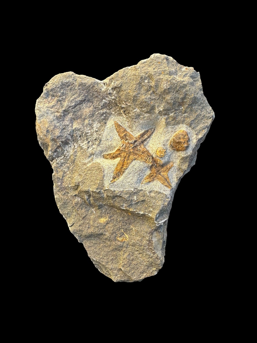 Neat Brittle Starfish Fossil on Matrix ordovician, 488 433 Million ...