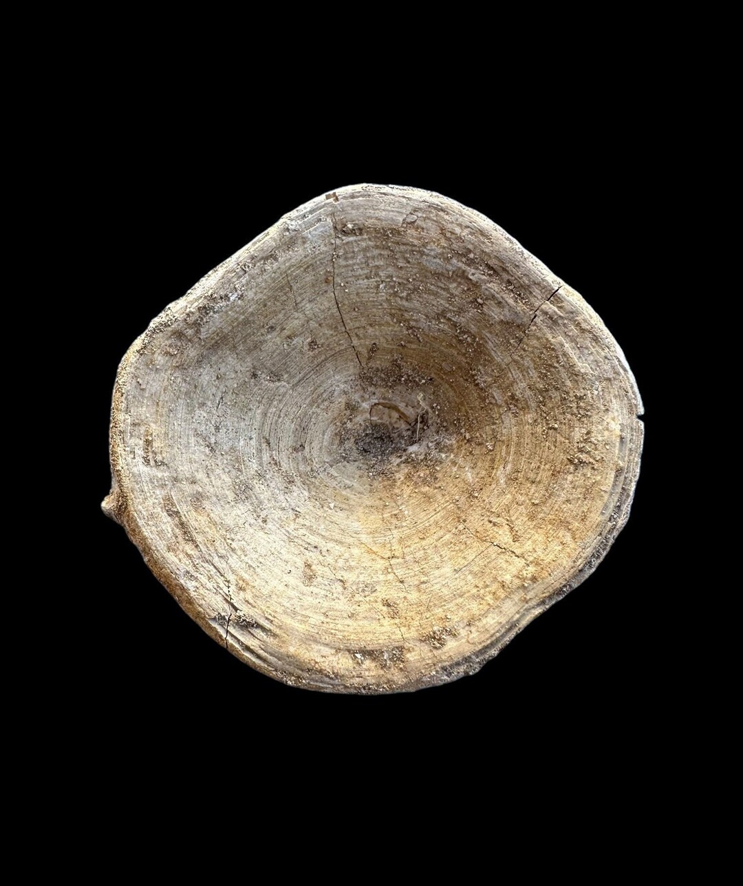 Fascinating Enchodus Fossil Vertebrae From Khouribga, Morocco – Rare ...