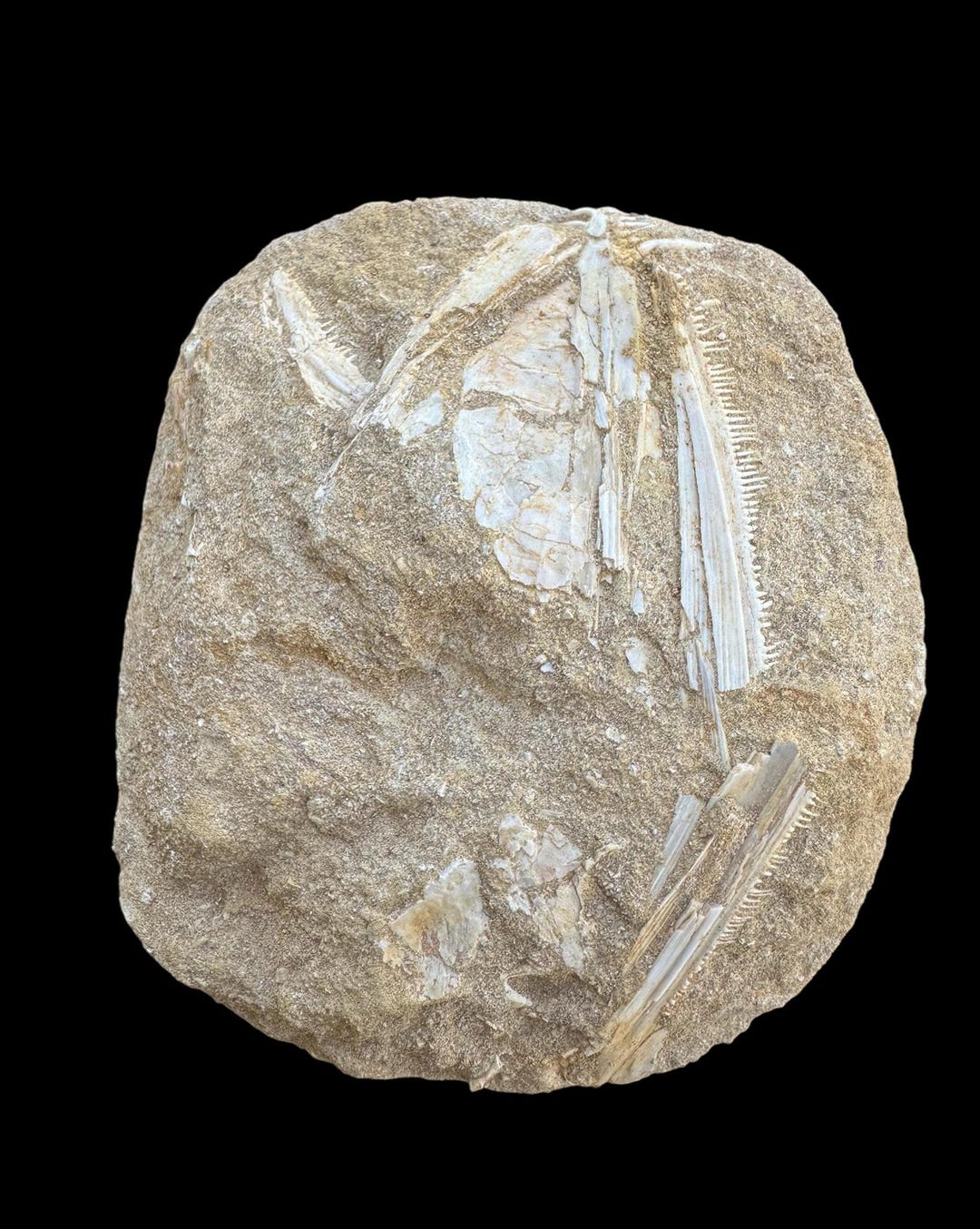 Rare Fossil Fish Jaw With Teeth in Matrix Upper Cretaceous Dinosaur Era ...