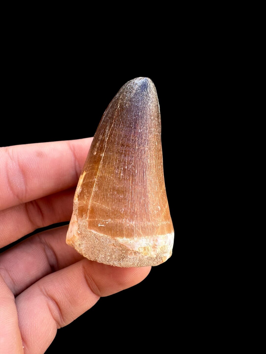 A Rare Prognathodon Curry, Big Mosasaurus Tooth From Morocco ...