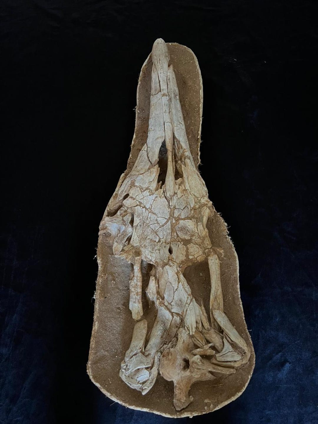 Awesome Hainosaurus Skull – Rare 100% Natural Fossil Still in ...