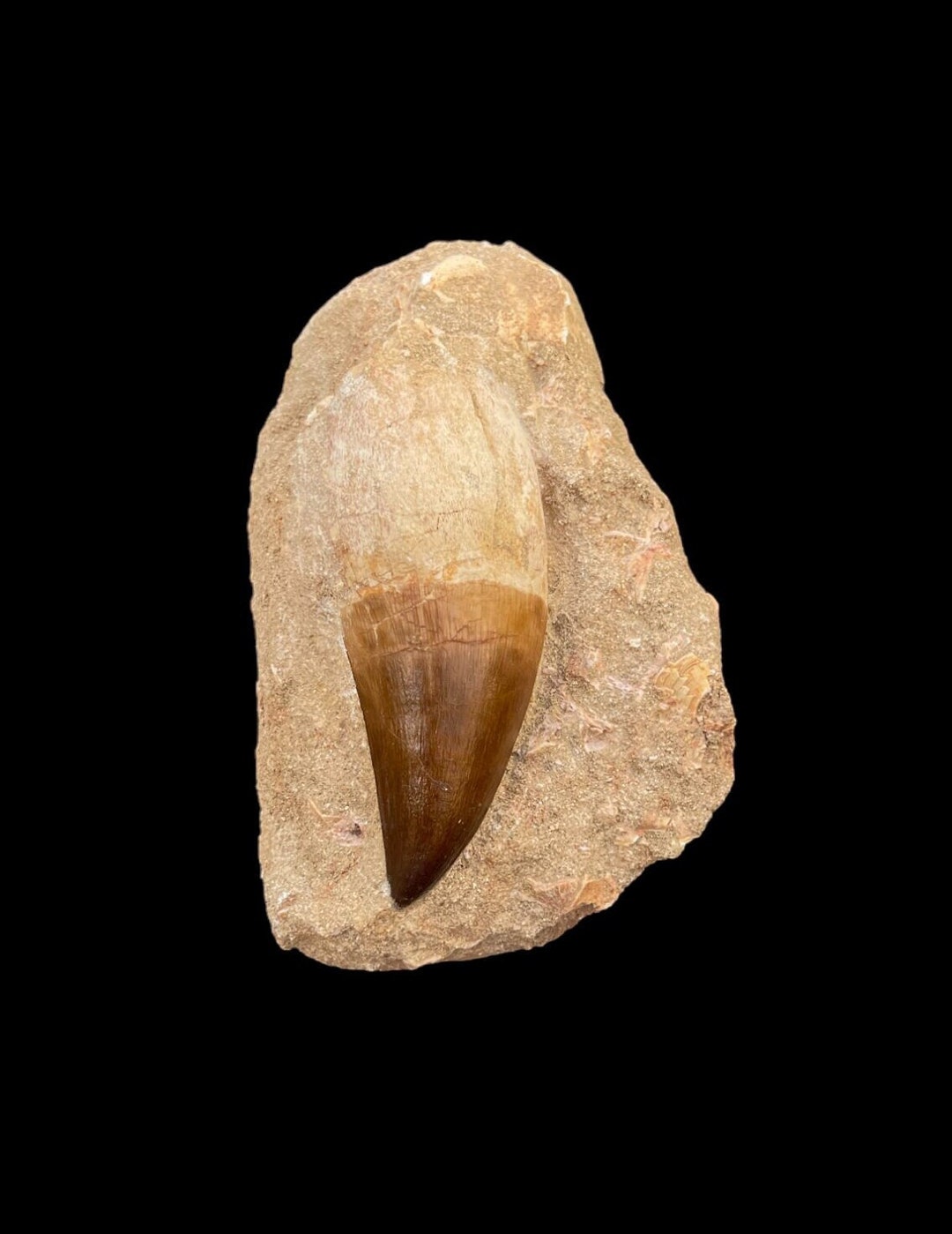Museum Quality Rooted Mosasaurus Fossil Tooth in Matrix From Morocco ...