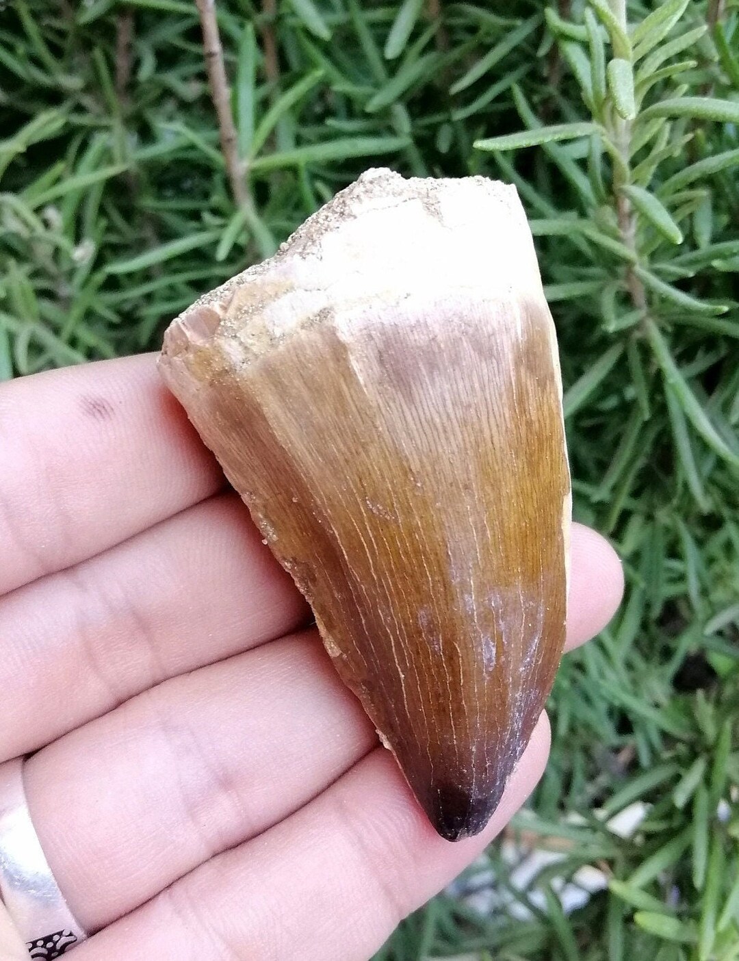 Mosasaurus Tooth With a Nice Color From Morocco, Dino Tooth - Etsy