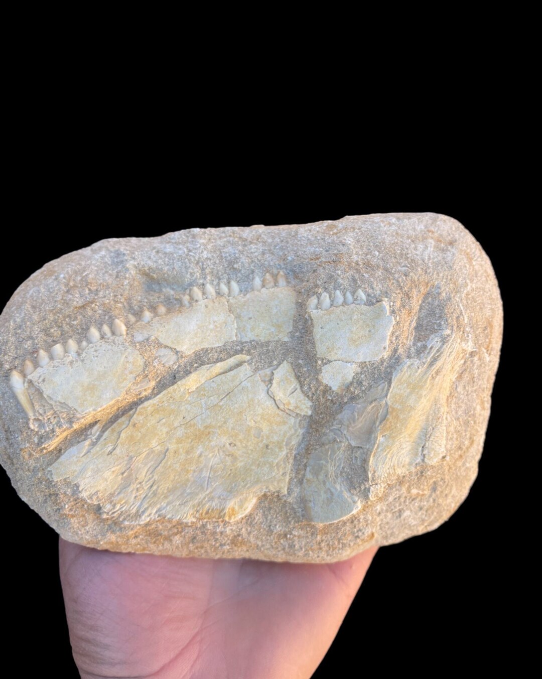 Rare Eutrichiurides Fossil Fish Jaw With Teeth in Matrix Upper ...