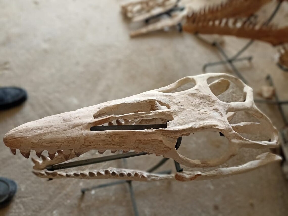 Great Quality Mosasaur Skull Mosasaurus Beaugei Dinosaur - Etsy