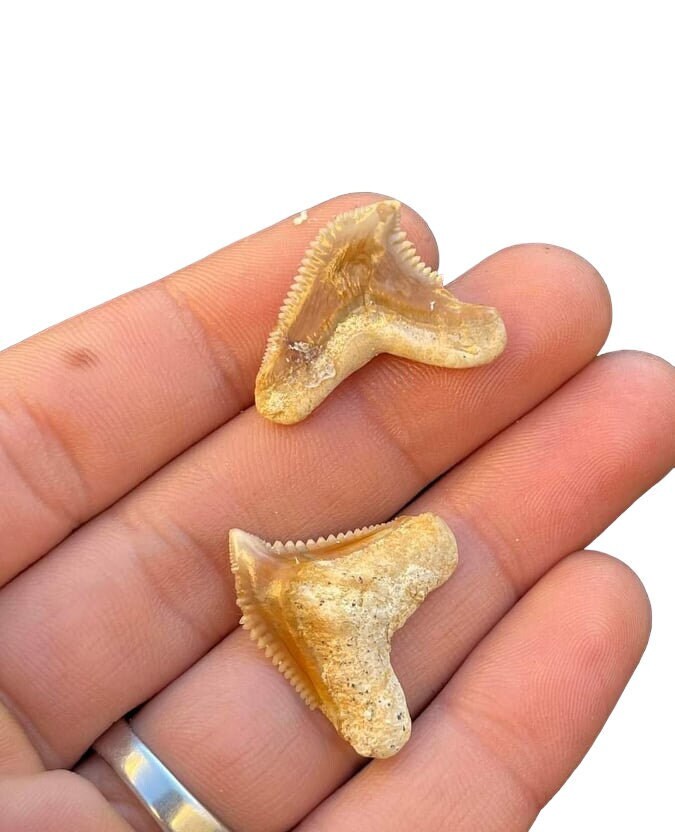 Nicely Preserved Fossil Shark Tooth From an Prehistoric Tiger Shark ...