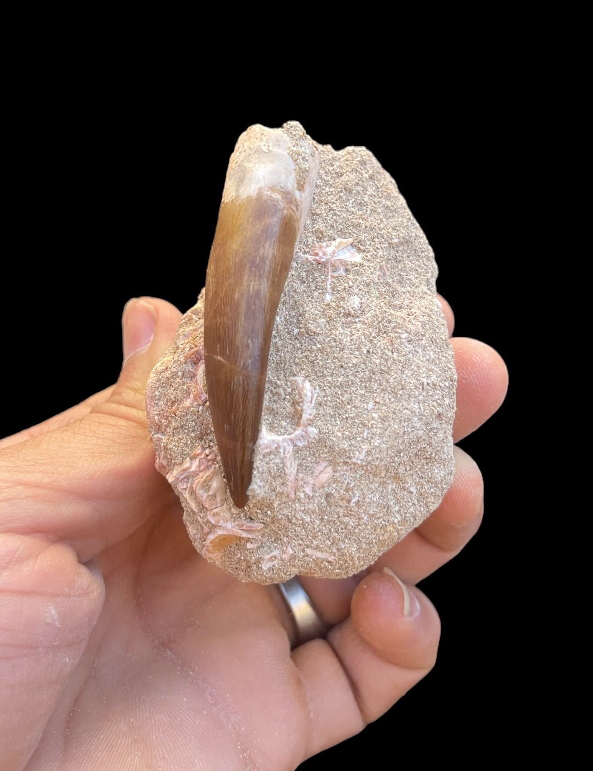Top Quality Plesiosaurus Tooth zarafasaura Oceanis Upper - Etsy