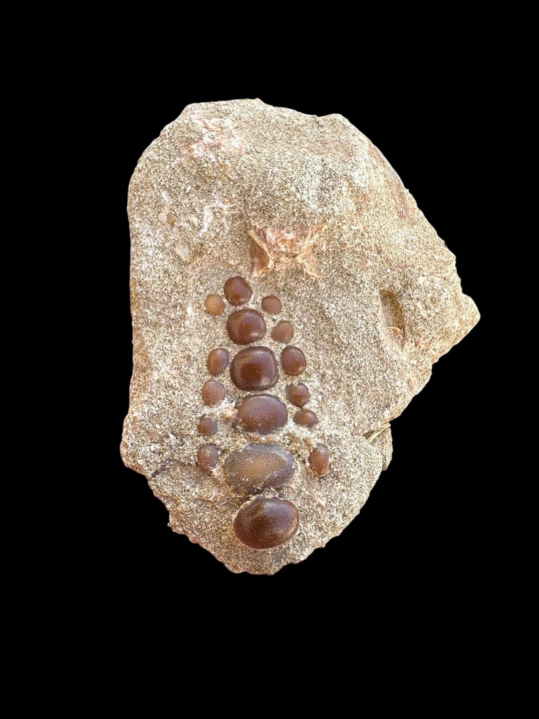 Fascinating Pycnodus Sp. Fossil Fish Mouthplate - Cretaceous Fish ...