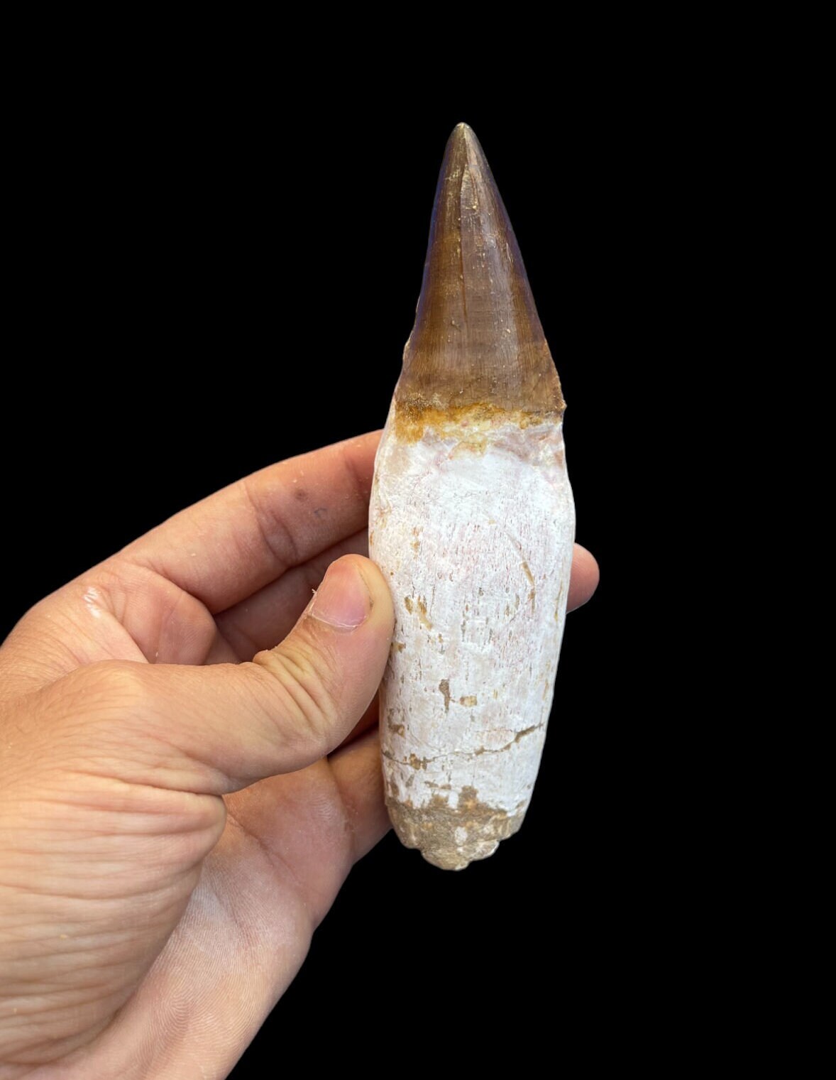 Top Quality Rooted Mosasaur Tooth Large Marine Dinosaur - Etsy