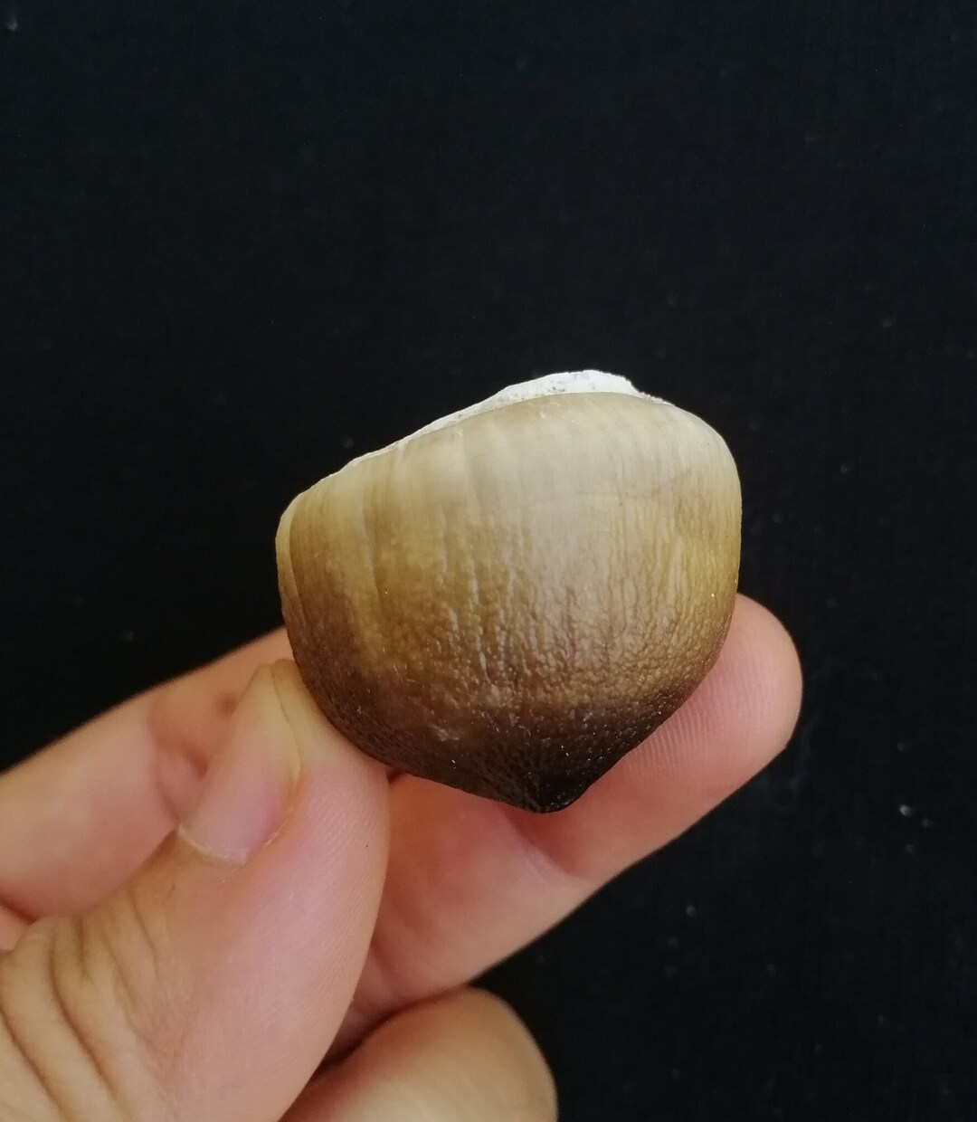 Globidens Mosasaur Tooth From Morocco - Etsy