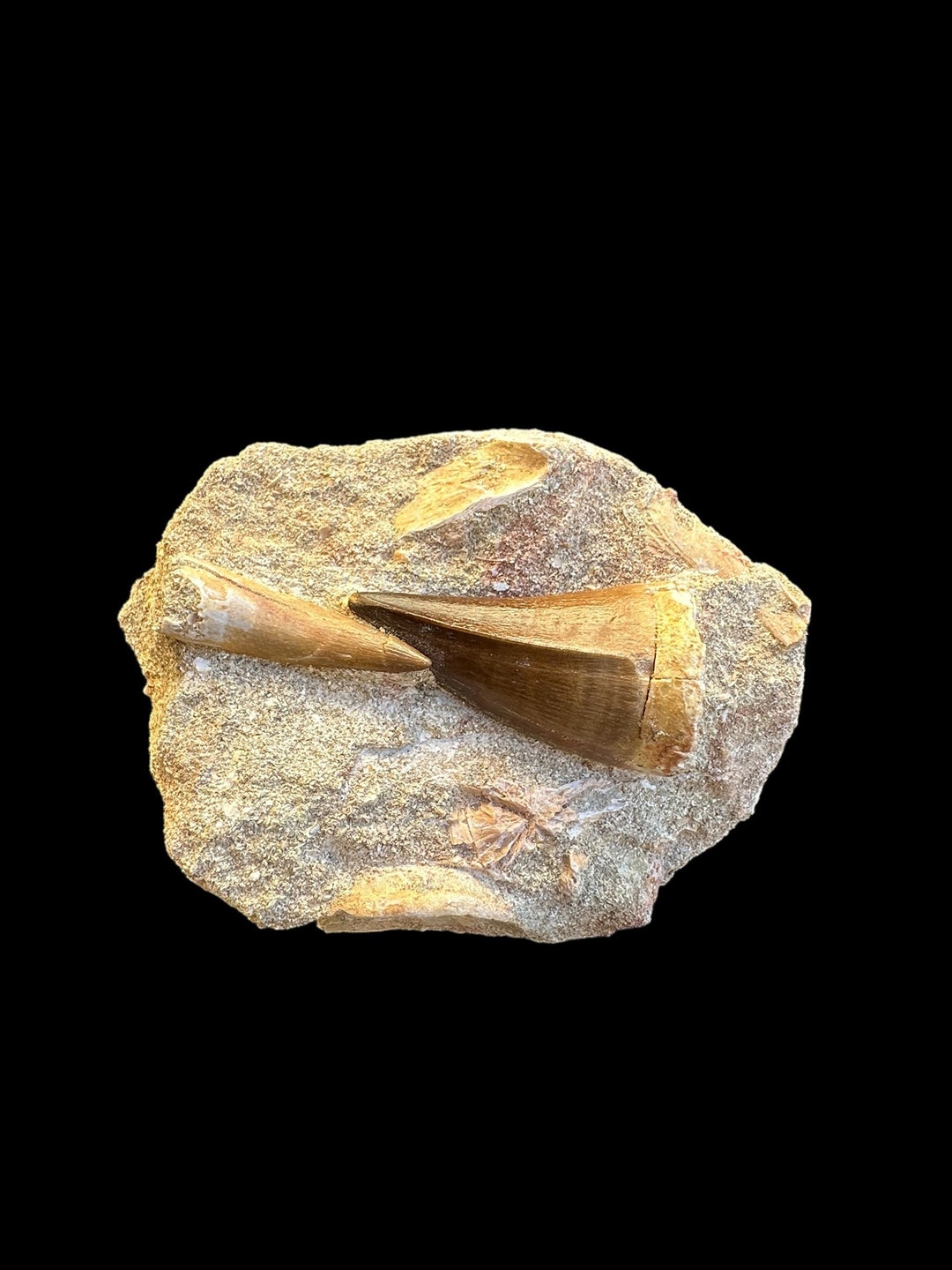 Prehistoric Treasures: Rare Mosasaurus Tooth and Plesiosaurus Tooth in ...