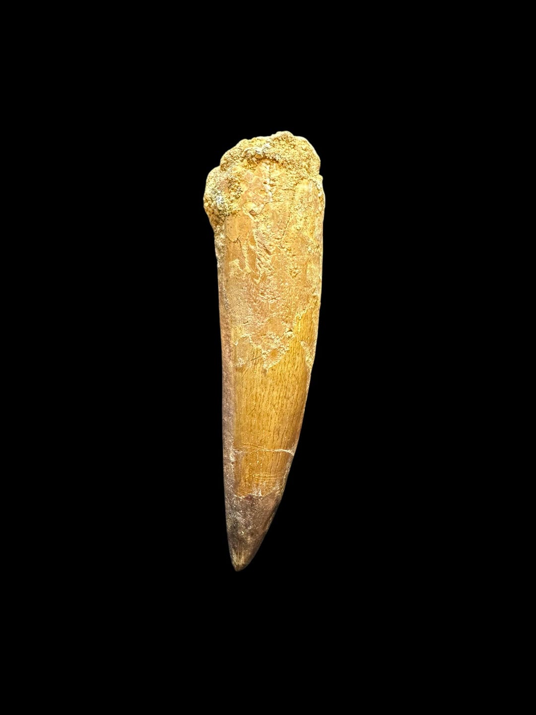 Rare Spinosaurus Tooth Fossil Genuine Moroccan Dinosaur Rare Dinosaur ...