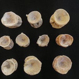 Fossil Morocco Set of Fish Vertebrae Shark, Gar, Enchodus Verts - Etsy