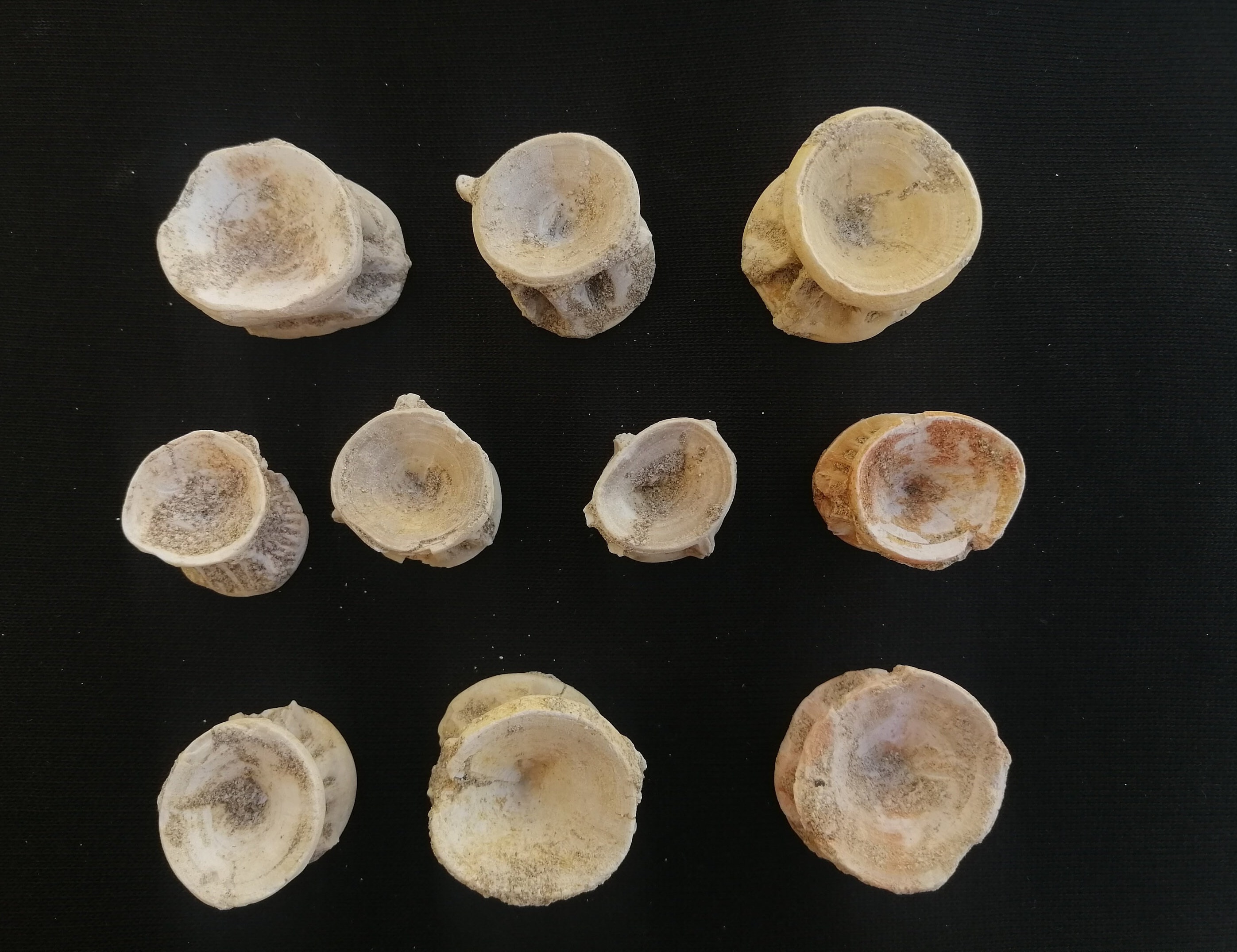 Fossil Morocco Set of Fish Vertebrae Shark Gar Enchodus - Etsy