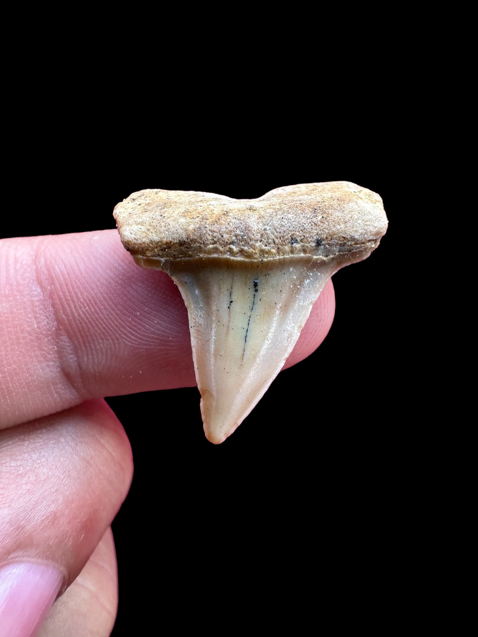 Extra Rare Macrorhizodus Falcatus Shark Tooth From Dakhla Morocco - Etsy