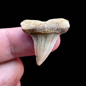 Extra Rare Macrorhizodus Falcatus Shark Tooth From Dakhla Morocco - Etsy