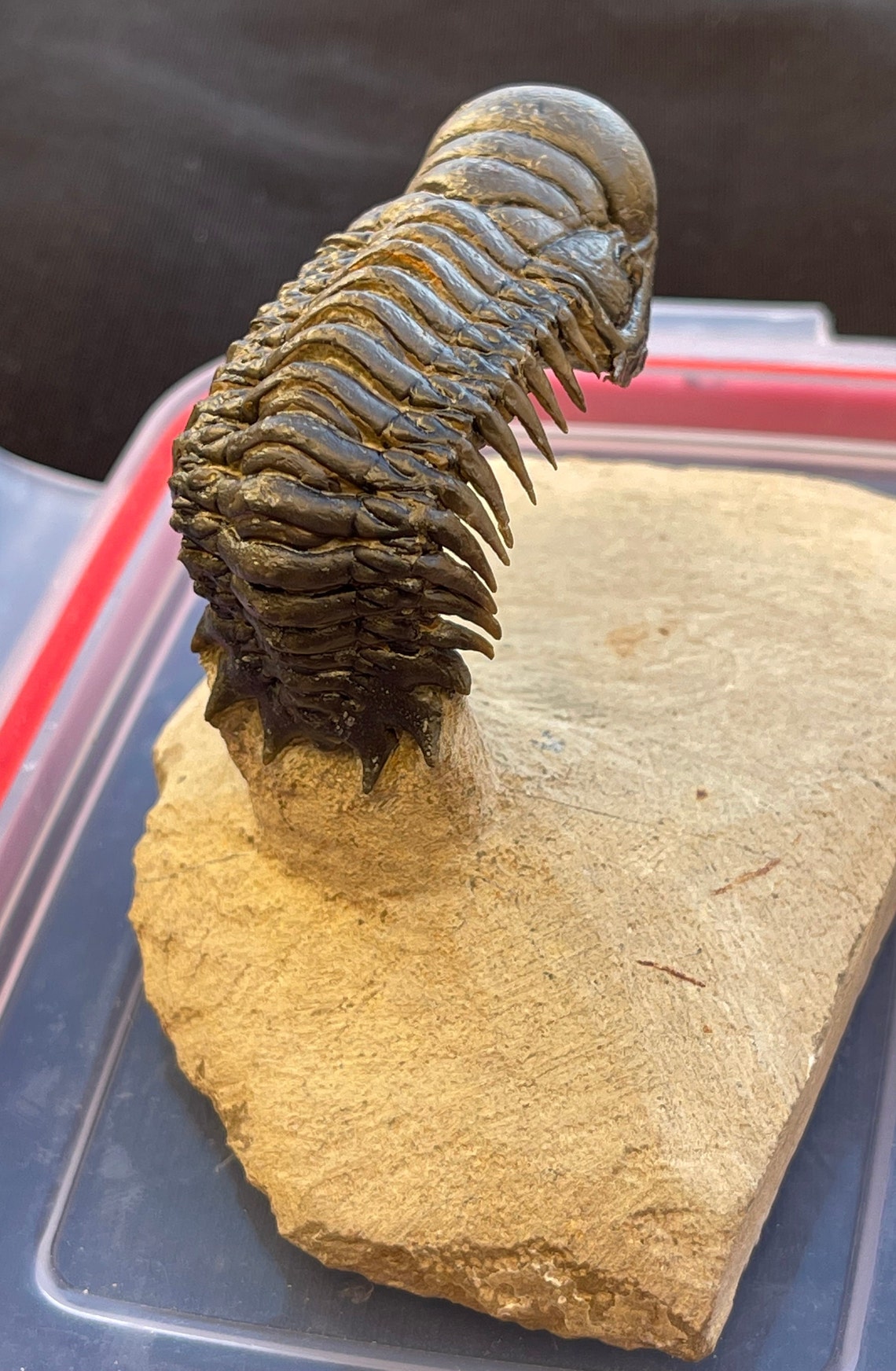 A RARE Flying Trilobite Crotalocephalus Trilobiten Devonian - Etsy
