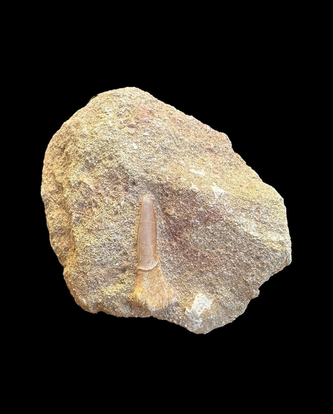 Collector's Gem: Sawfish Tooth Fossil in Matrix From Morocco ...