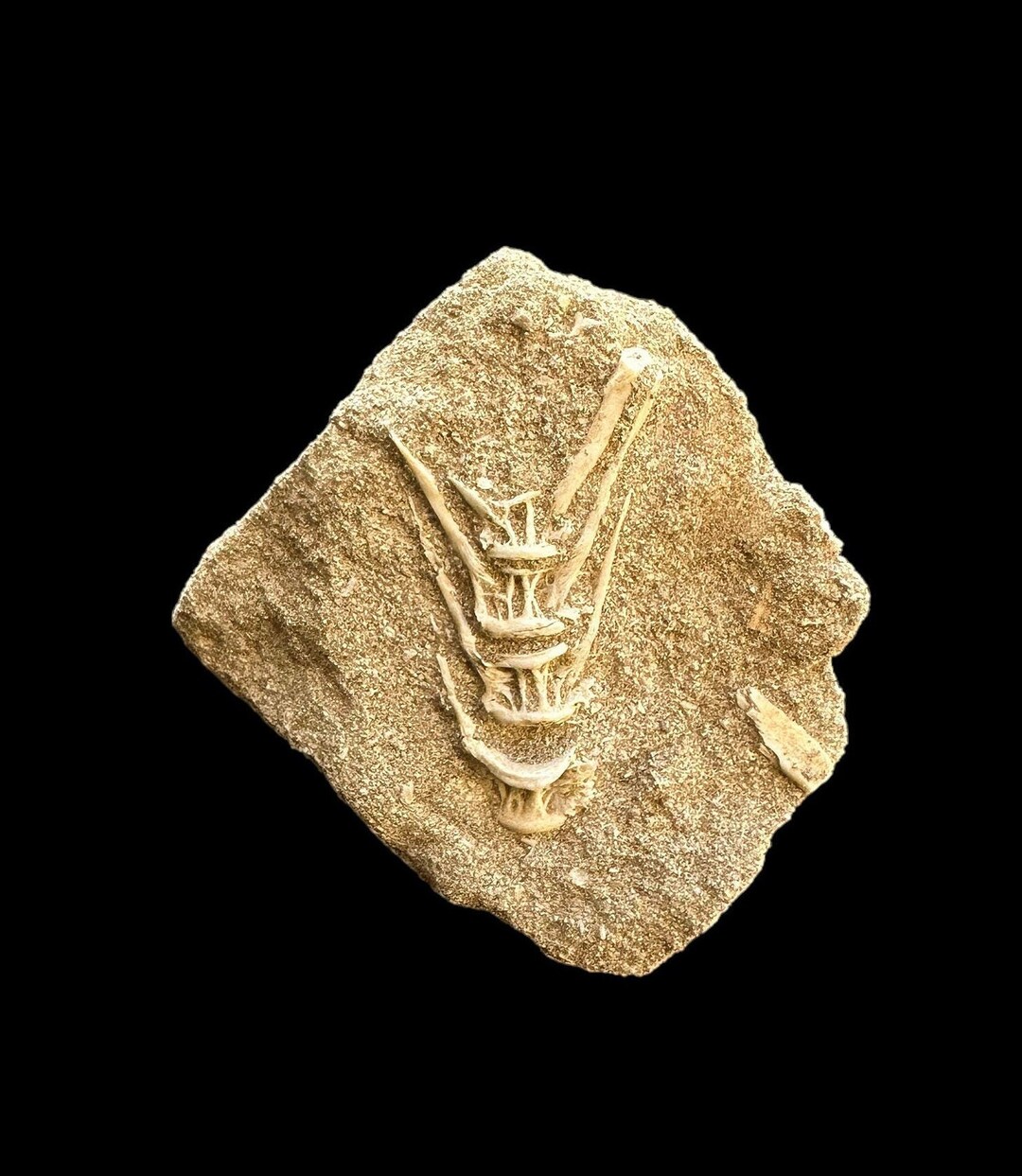 Authentic Enchodus Vertebrae Set in Matrix: Genuine Fossilized ...