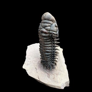 Gorgeous Flying Trilobite Fossil From Morocco: A Piece of Natural ...