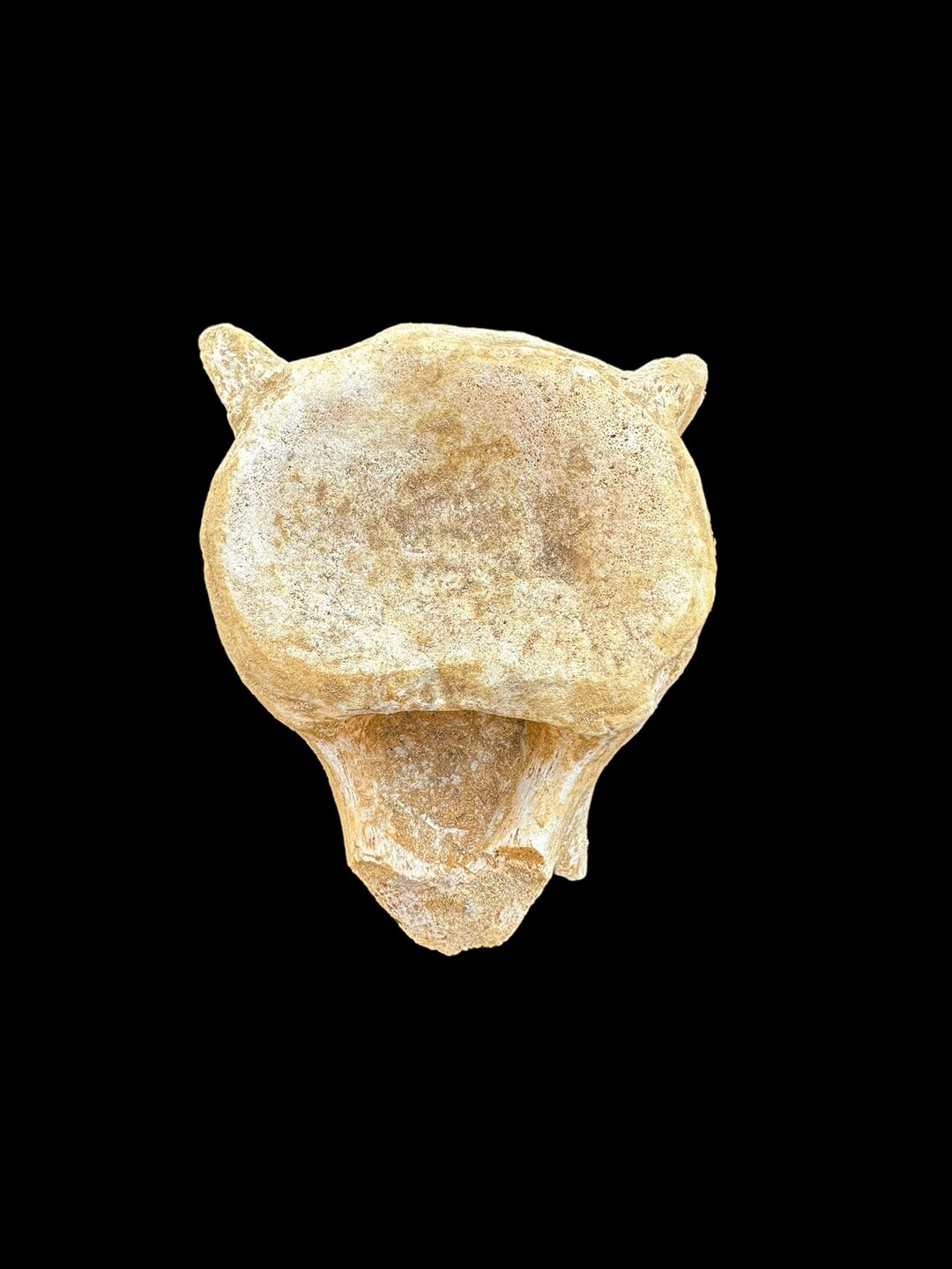 A Spectacular Vertebrae Fossil Prehistoric Marine Reptile Big Dinosaur ...