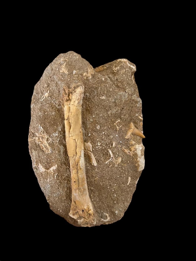 Real Pterosaur Bone in Original Matrix – Cretaceous Fossil From ...