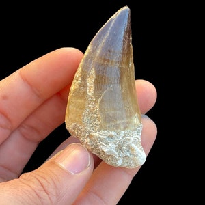 Great Mosasaurus Tooth in Its Root From Morocco, Fossilized Dino Tooth ...