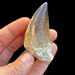 Great Mosasaurus Tooth in Its Root From Morocco, Fossilized Dino Tooth ...