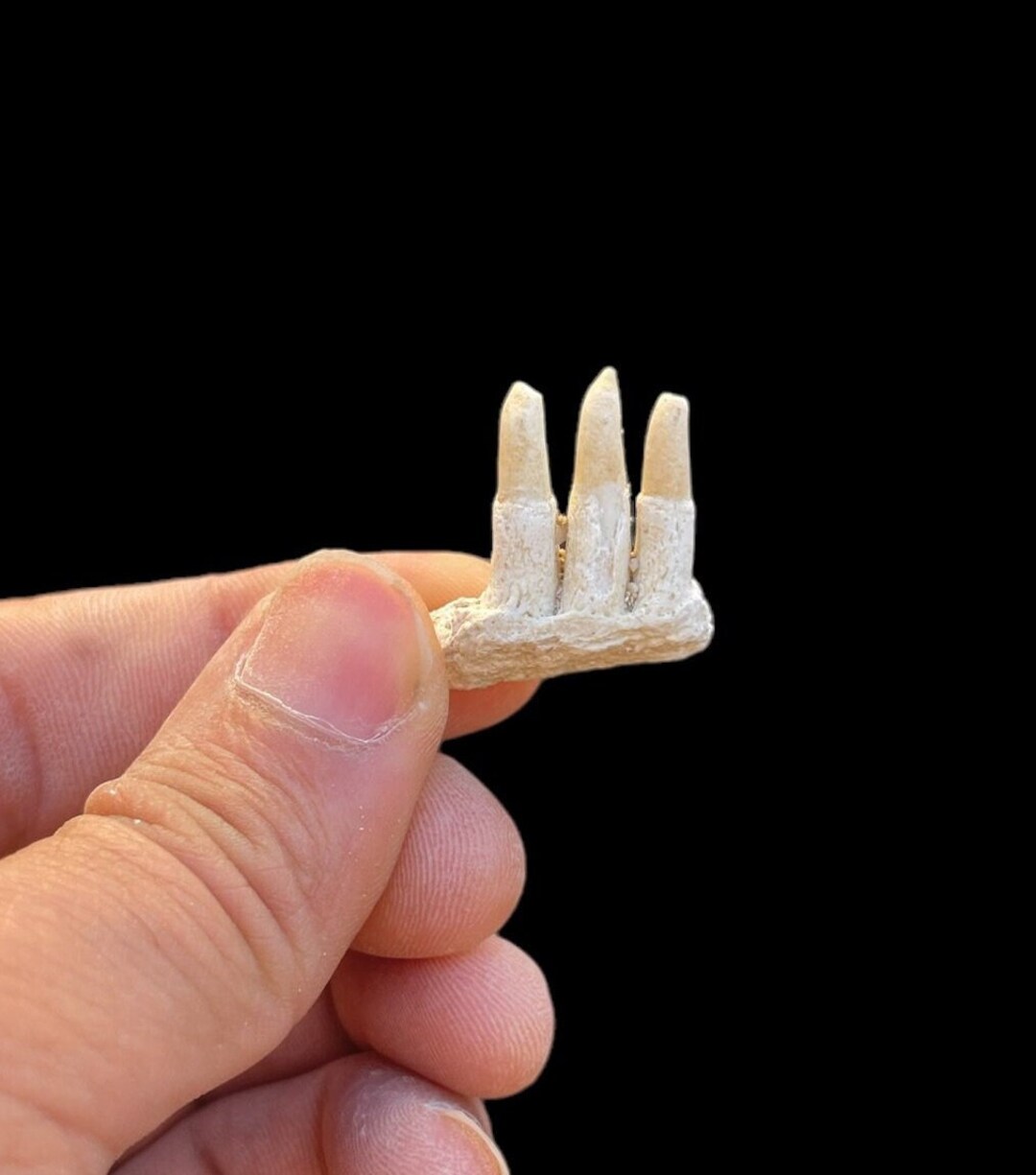 Unearth the Enigma: Brychaetus Teeth - Rare Fossils for Sale - Etsy