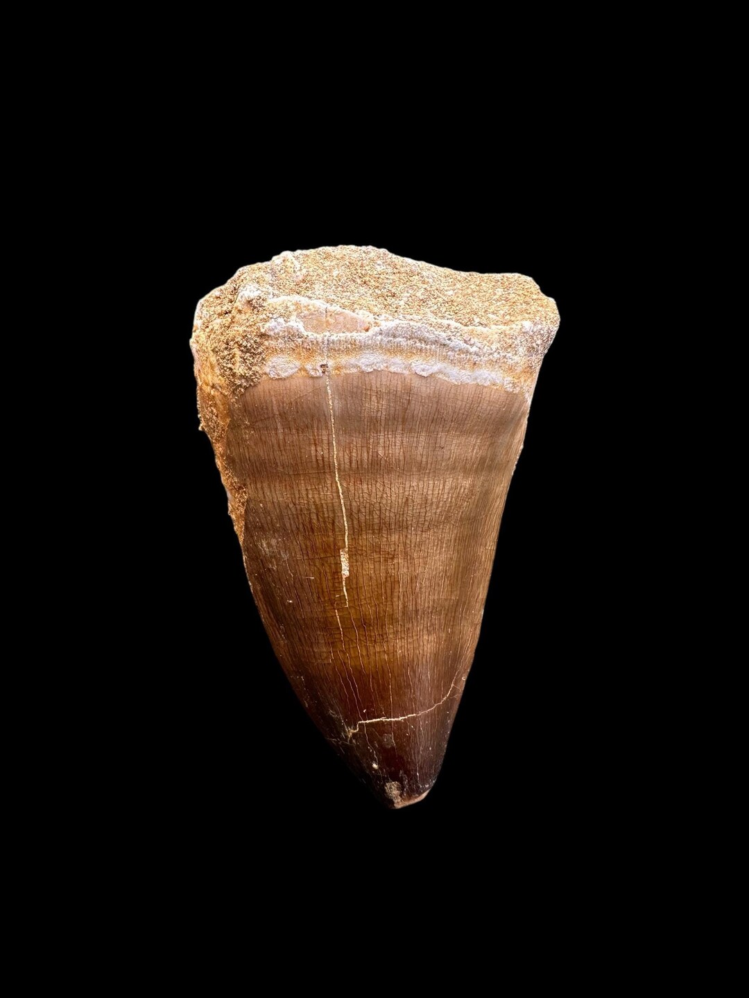 Real Mosasaurus Tooth Fossil in Matrix – Cretaceous Period – Natural ...