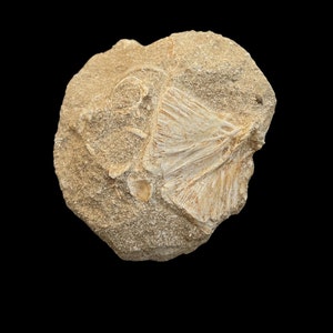 1.9 Fossil Fish enchodus Hypural Bone in Matrix tailbone From ...